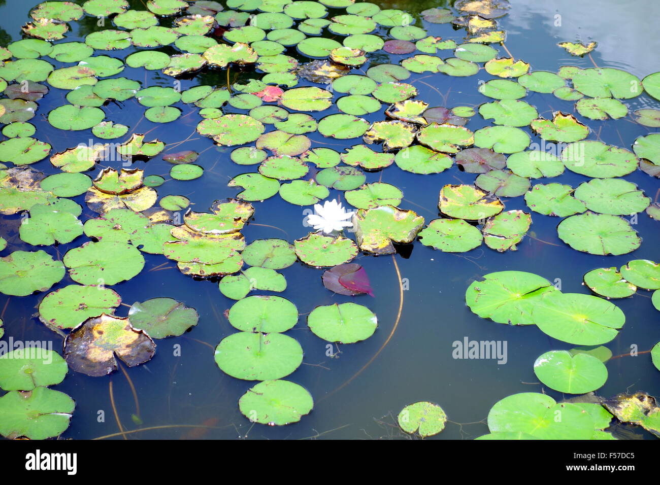 Aquatic nymphs hi-res stock photography and images - Alamy
