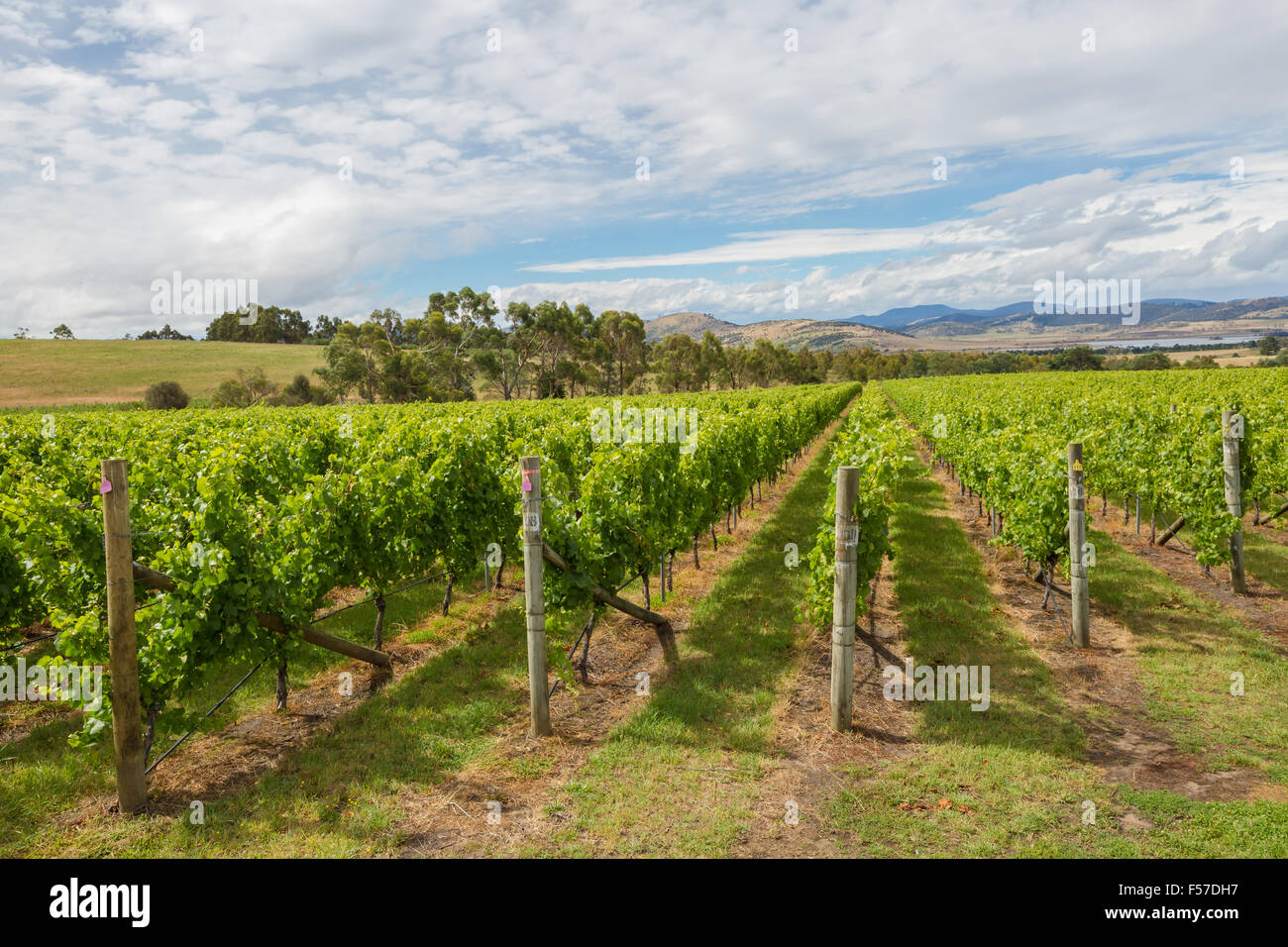 The Vineyard Landscape Stock Photo - Alamy