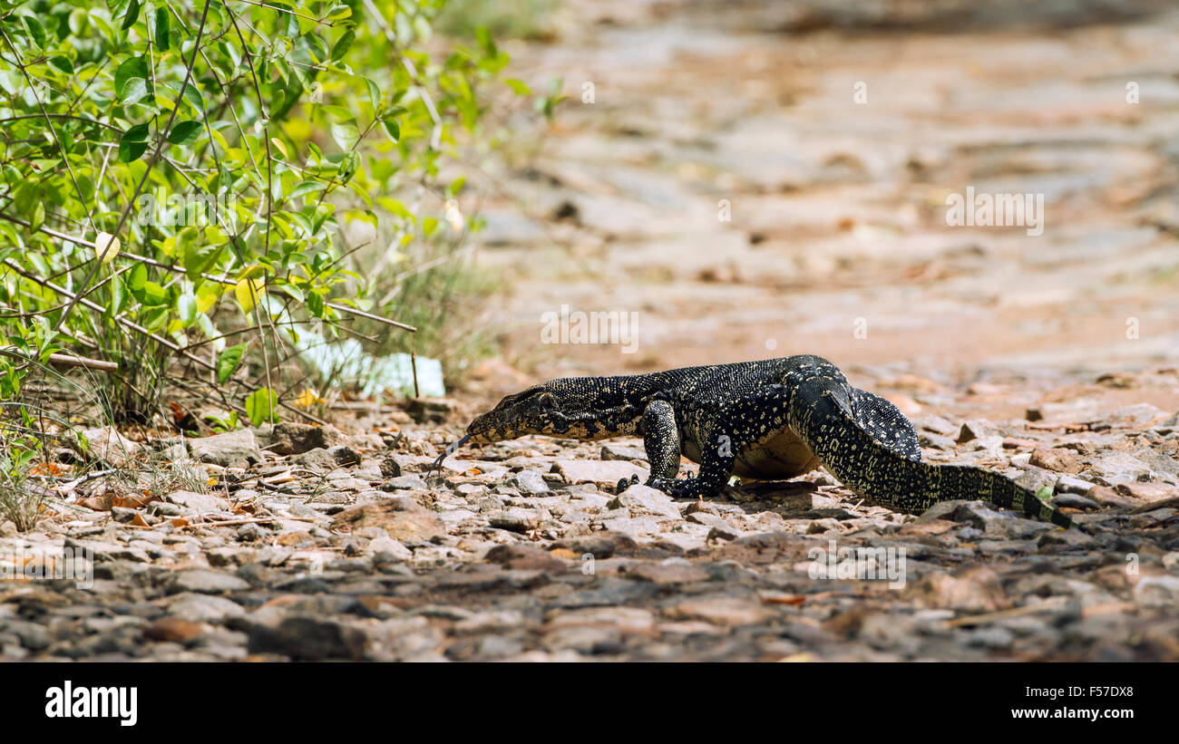India water monitor lizard varanus hi-res stock photography and images ...