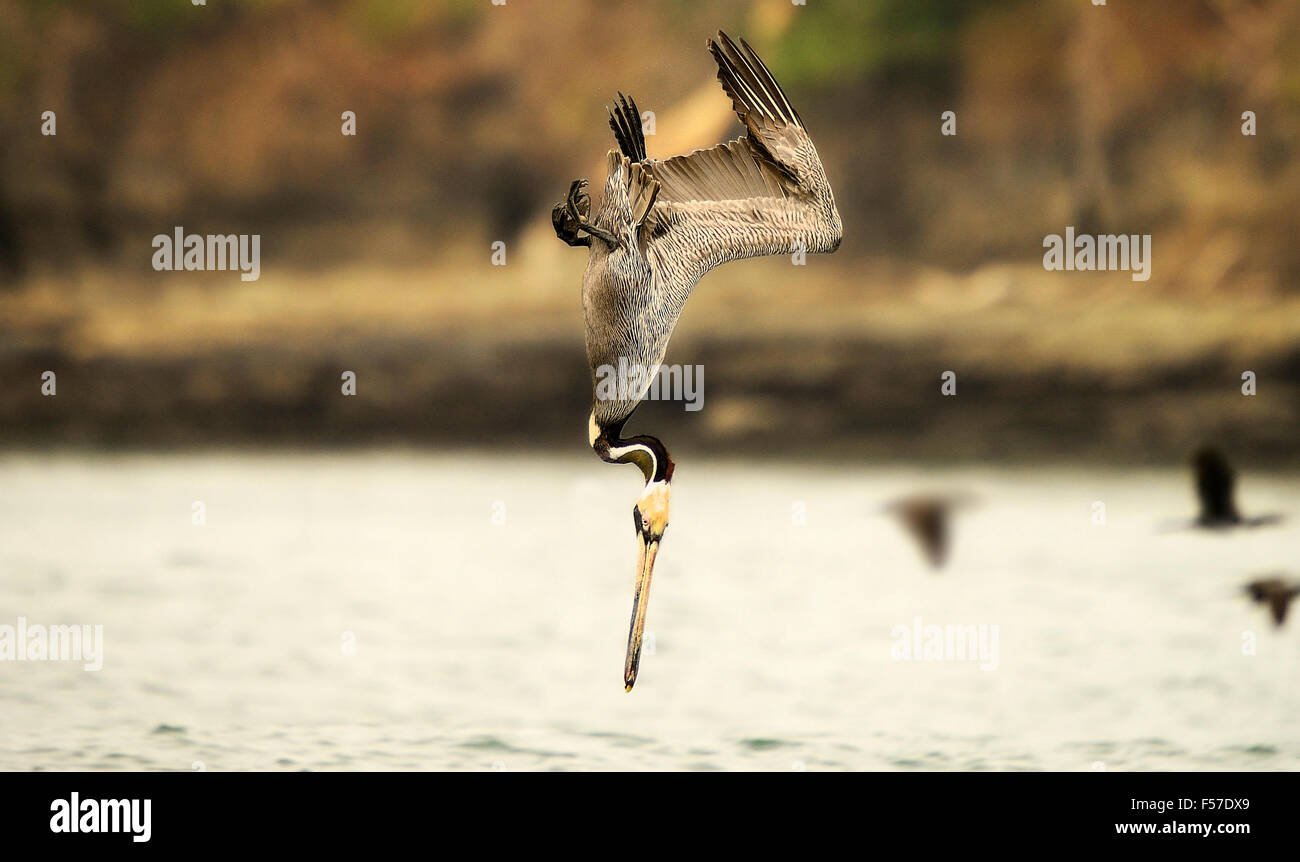 THE PLUNGE DIVE ! Stock Photo - Alamy