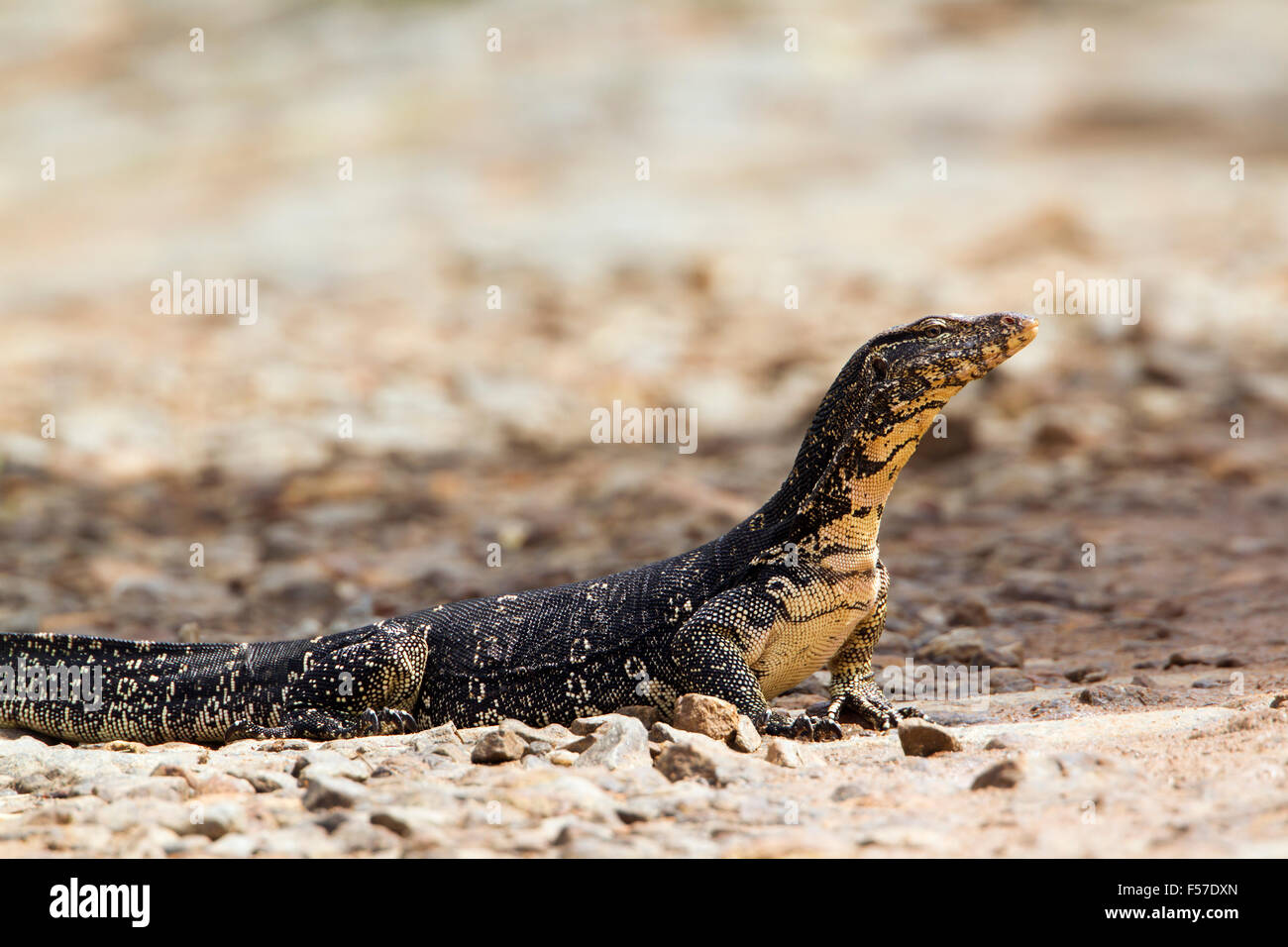 Asian water monitor specie Varanus salvator Stock Photo - Alamy