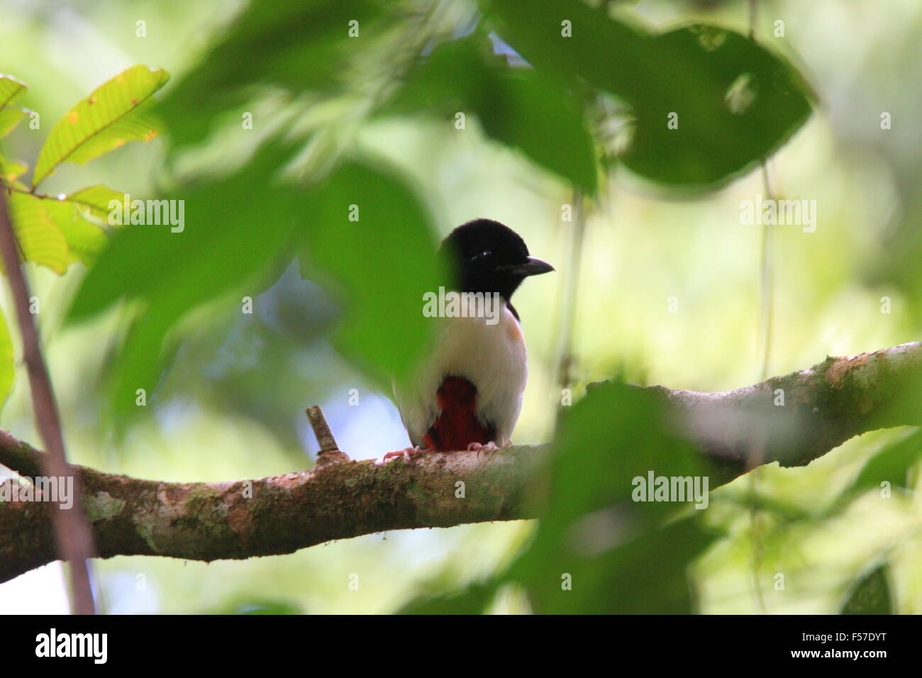 Ivory-breasted Pitta (Pitta maxima) in Halmahera, Indonesia Stock Photo ...