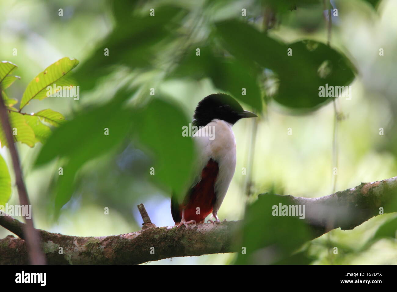 Ivory-breasted Pitta (Pitta maxima) in Halmahera, Indonesia Stock Photo ...