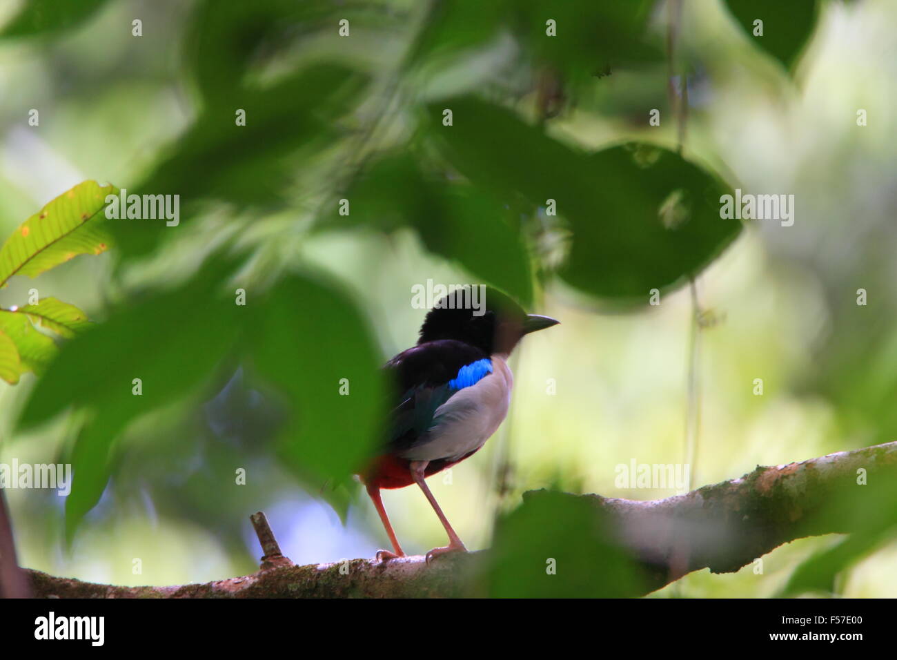 Halmahera ivory breasted pitta hi-res stock photography and images - Alamy