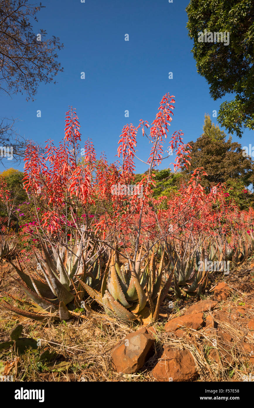 Indigenous aloes hi-res stock photography and images - Alamy
