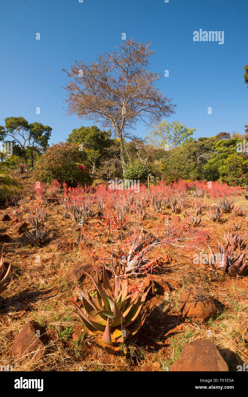 Aloe chabaudii flowering in Ewanrigg Botanical Garden Zimbabwe Stock ...