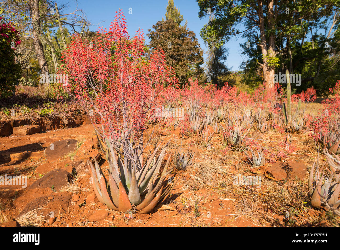Aloe chabaudii flowering in Ewanrigg Botanical Garden Zimbabwe Stock ...