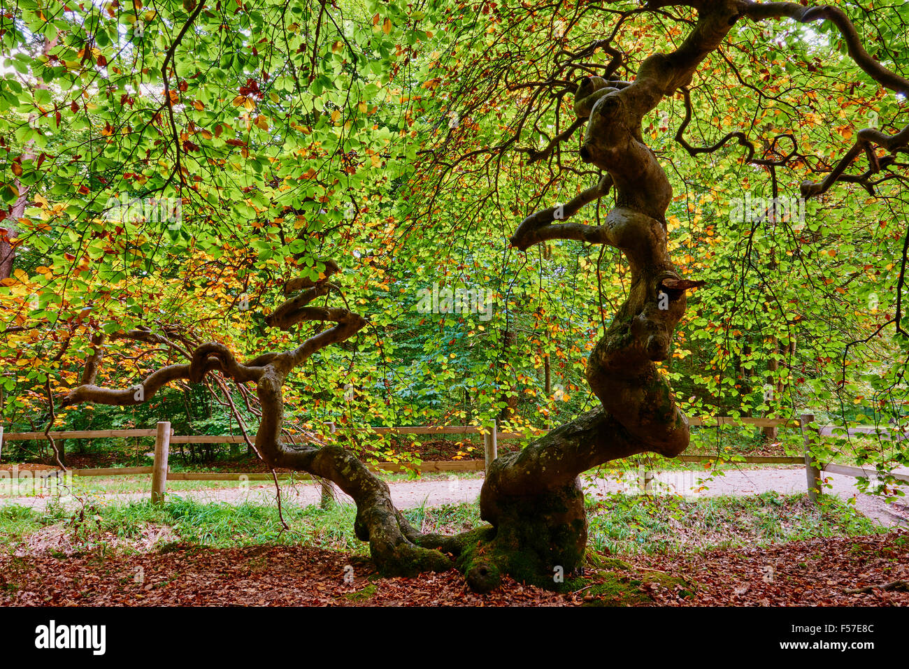 France, Champagne, twisted beech tree at Les Faux de Verzy forest Stock ...