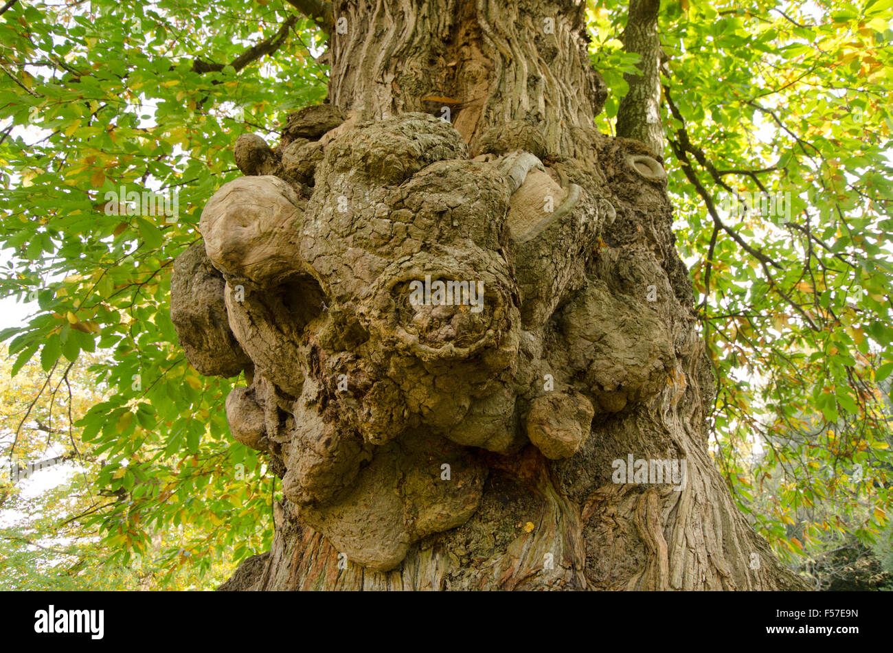 Sweet chestnut trunk uk hi-res stock photography and images - Alamy