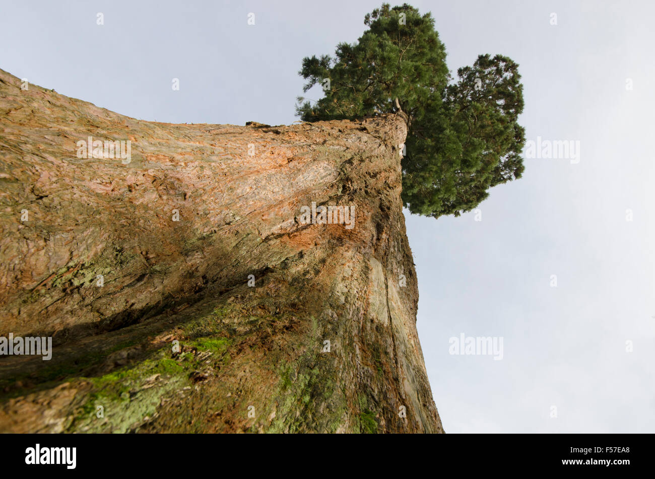 Sequoiadendron Giganteum Wellingtonia Giant Redwood High Resolution ...
