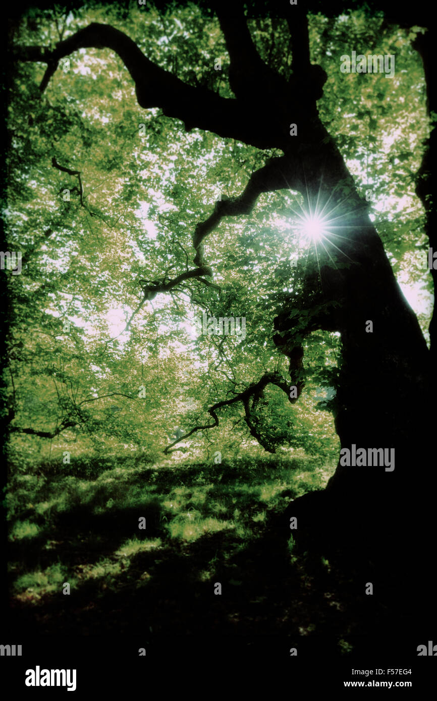 Scary old creepy trees hi-res stock photography and images - Alamy