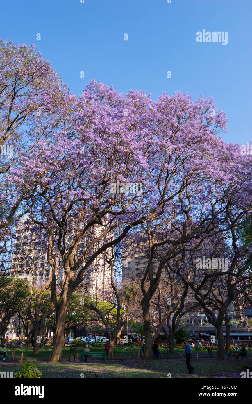 Jacarandas harare hi-res stock photography and images - Alamy