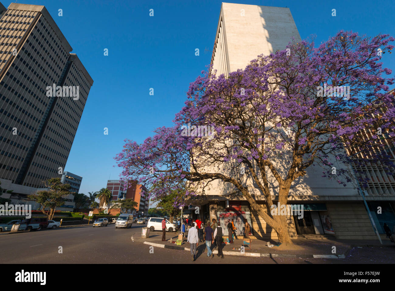 Harare jacaranda hi-res stock photography and images - Alamy
