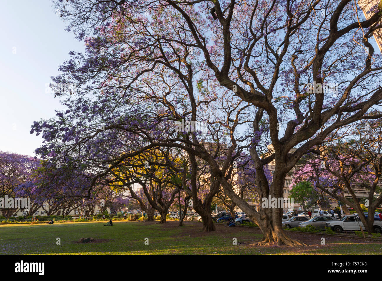 Jacarandas harare hi-res stock photography and images - Alamy