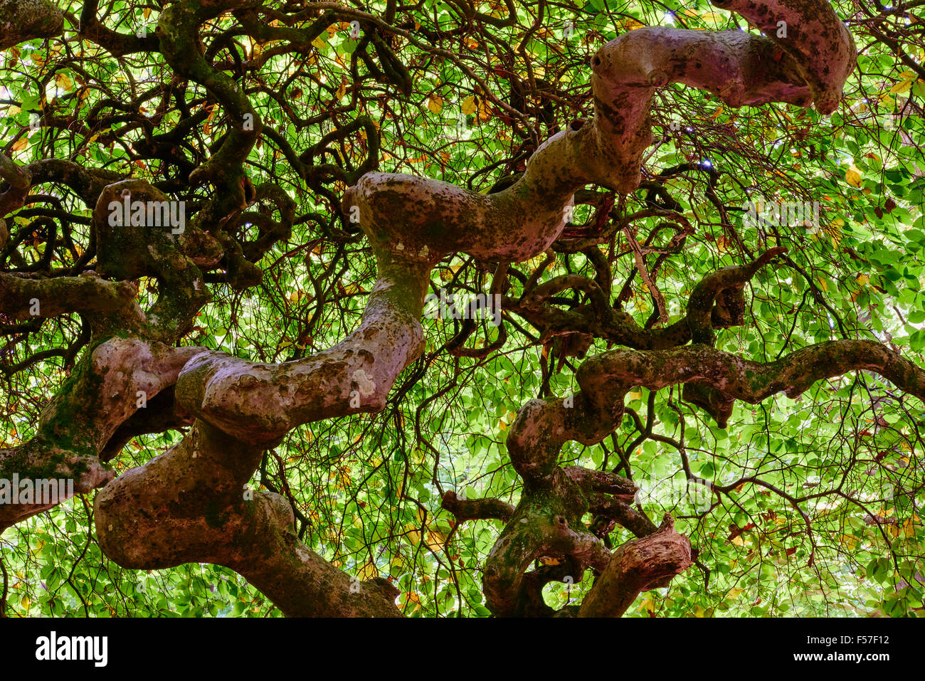 France, Champagne, twisted beech tree at Les Faux de Verzy forest Stock ...