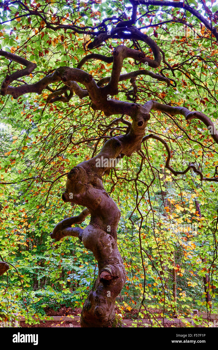 France, Champagne, twisted beech tree at Les Faux de Verzy forest Stock ...