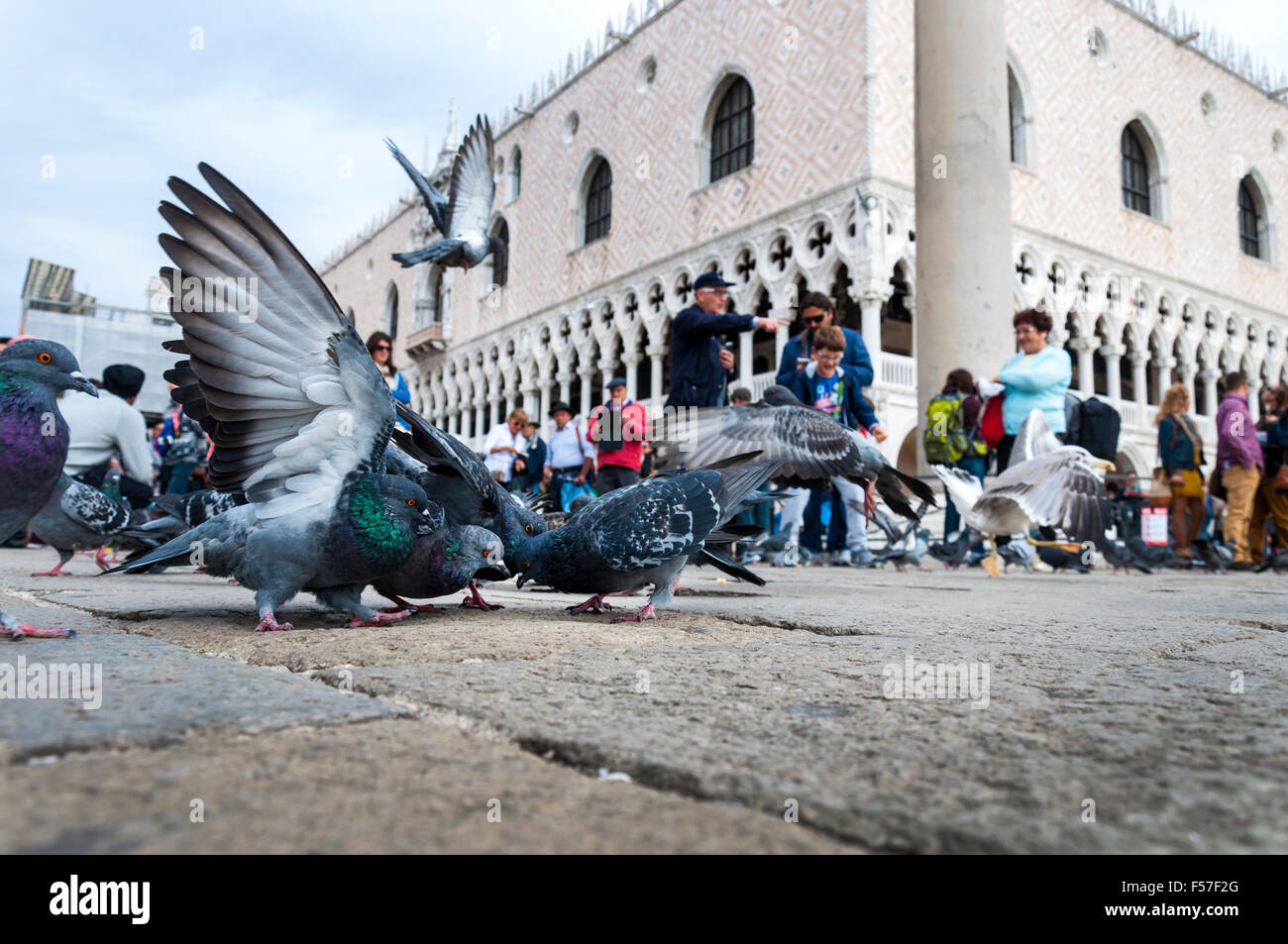 Pigeons in Saint st Marks Square, Venice, Italy Stock Photo - Alamy