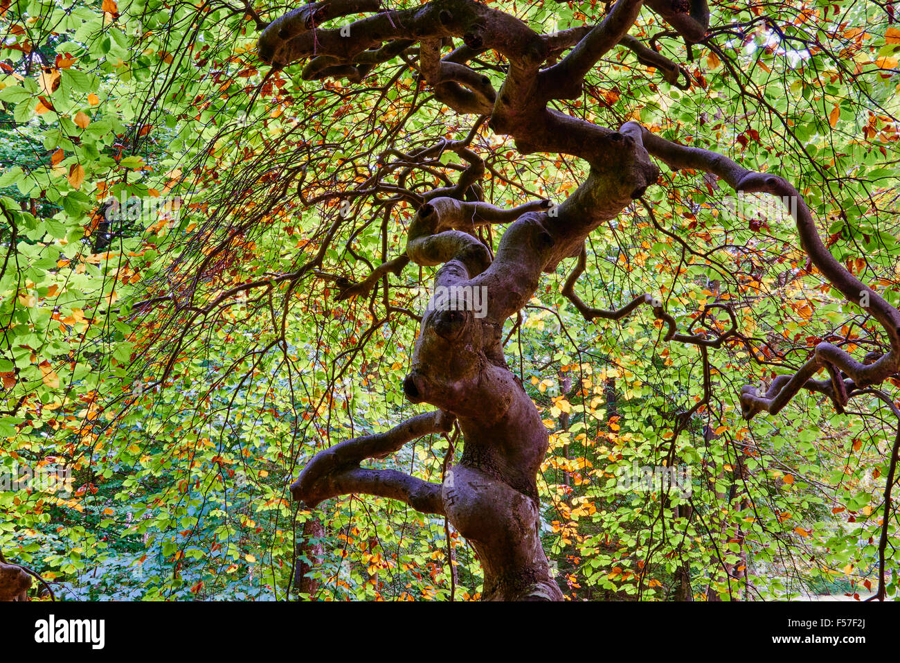 France, Champagne, twisted beech tree at Les Faux de Verzy forest Stock ...