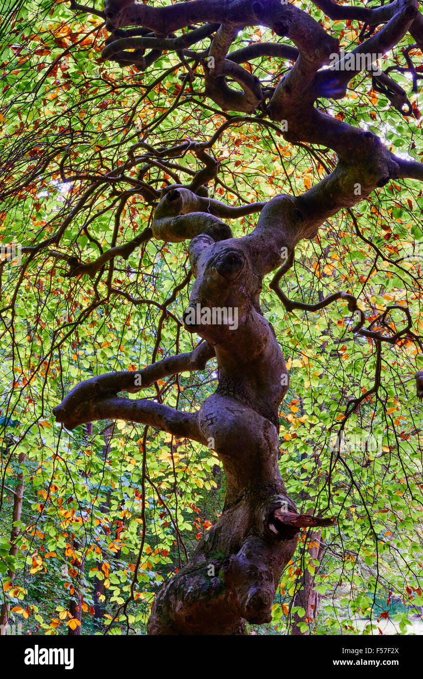 France, Champagne, twisted beech tree at Les Faux de Verzy forest Stock ...