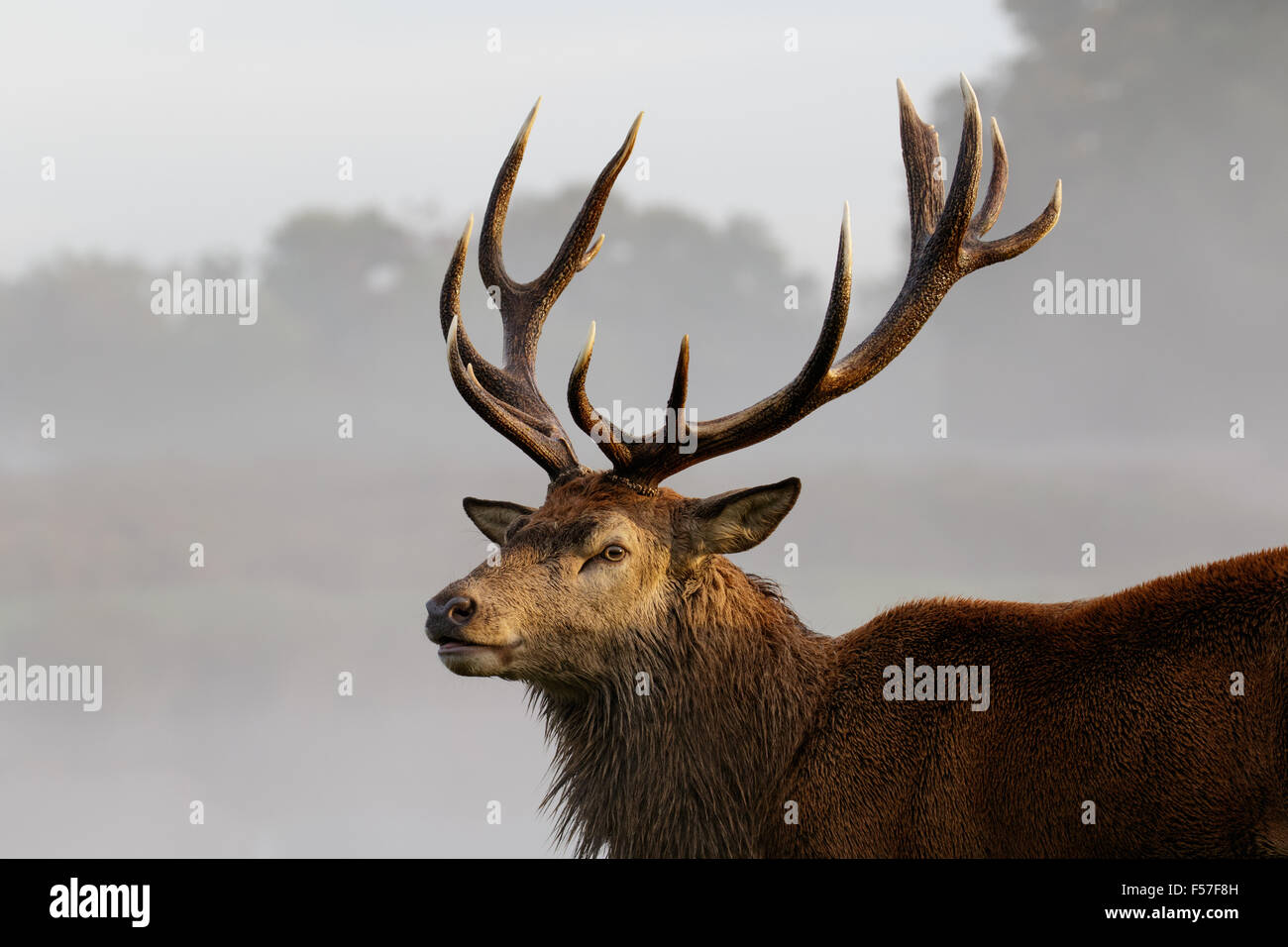 Portrait of a Red Deer stag Stock Photo - Alamy