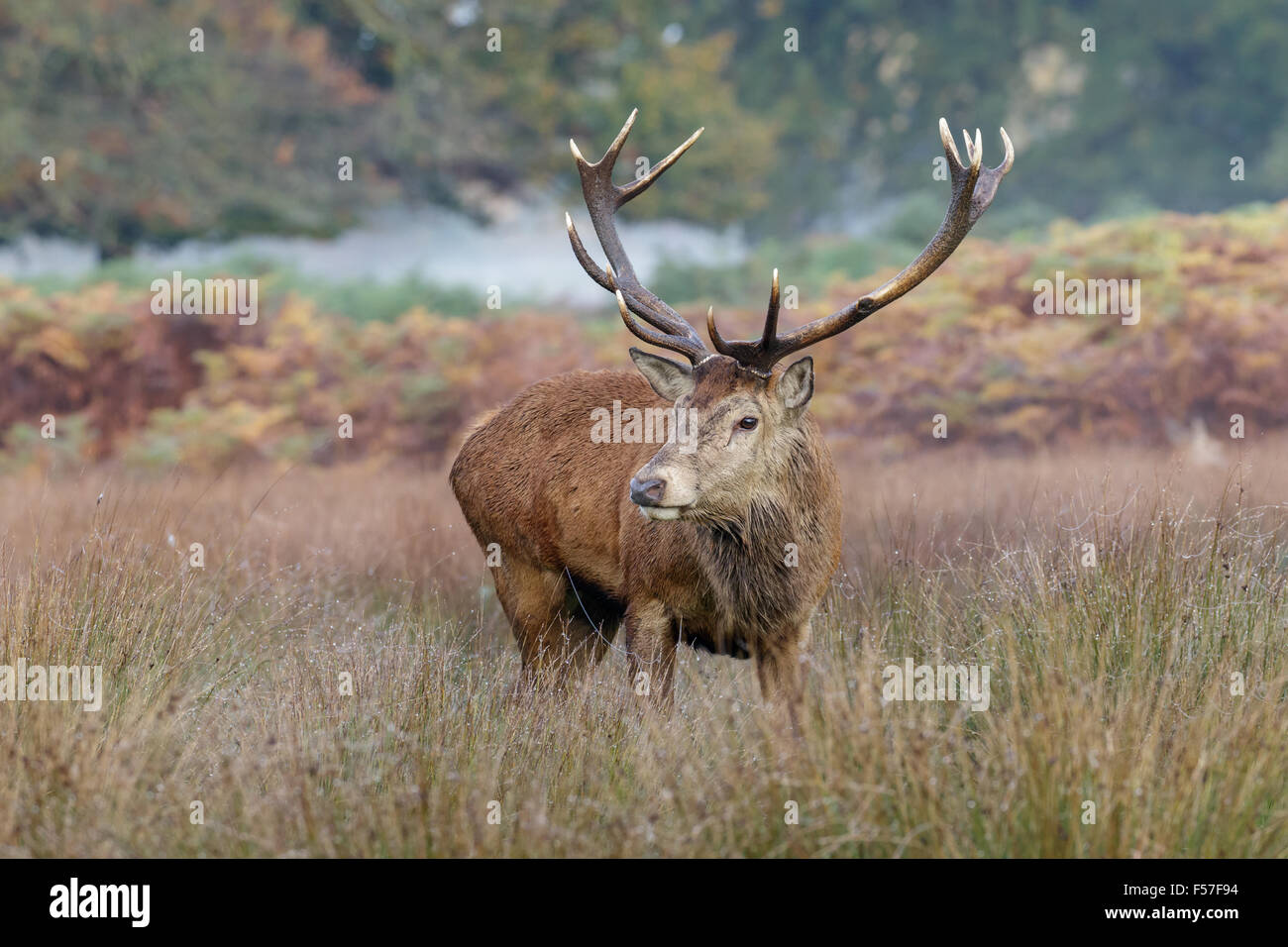 Stag standing in bracken hi-res stock photography and images - Alamy