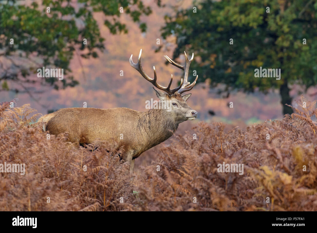 Red deer stag hi-res stock photography and images - Alamy
