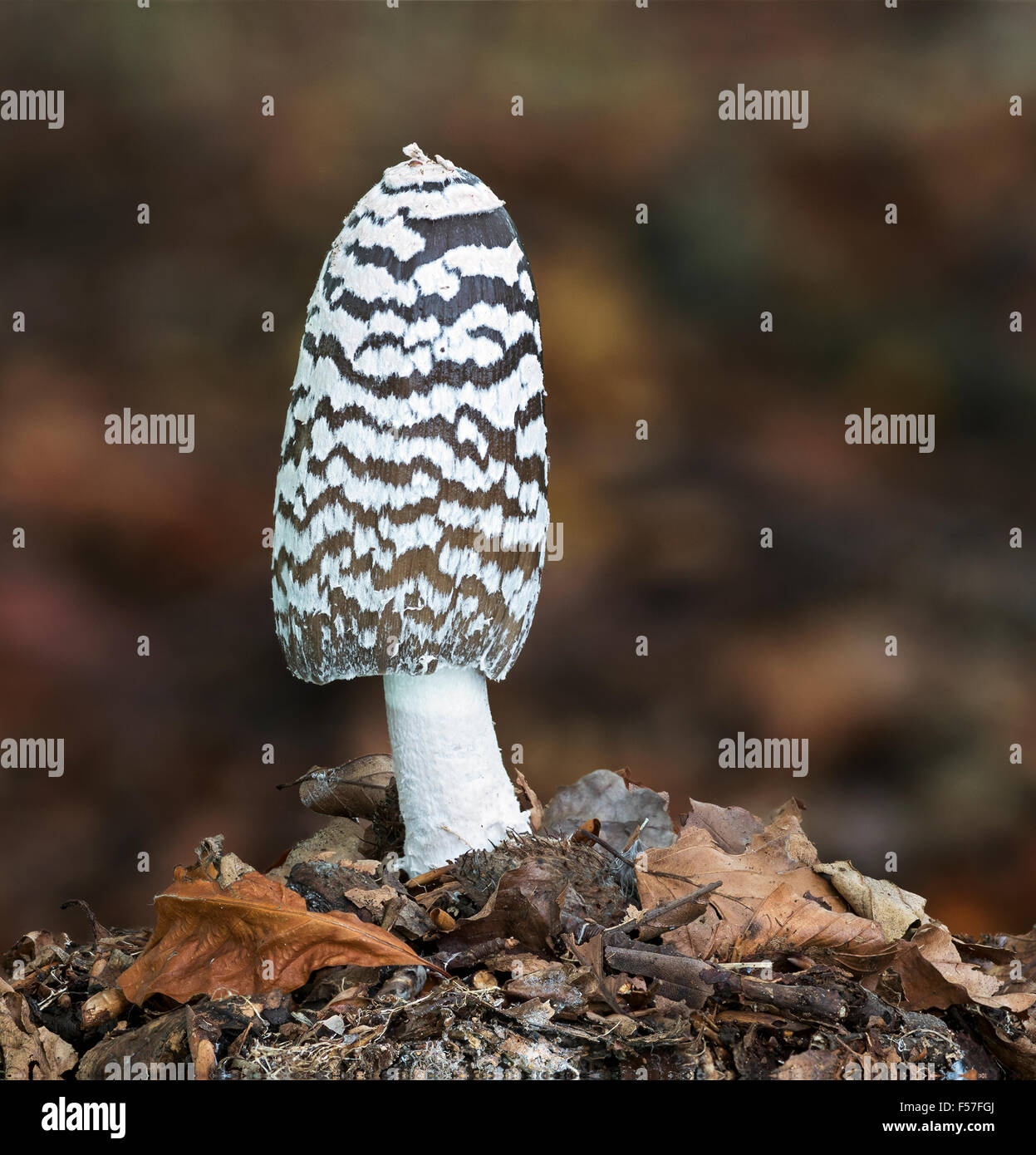 Magpie Inkcap (Coprinopsis picacea - also known as Coprinus picasia ...