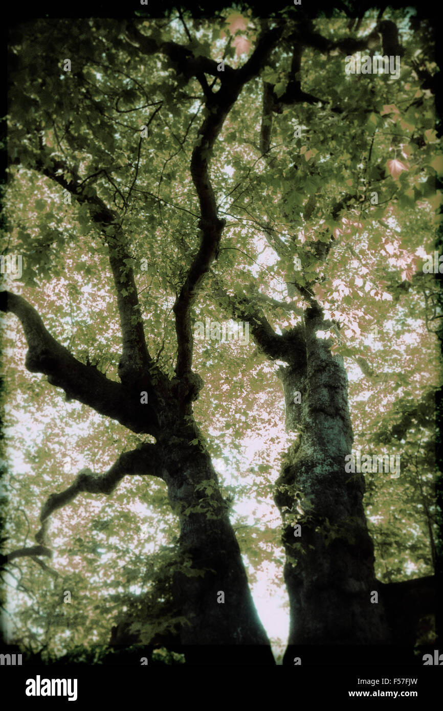 Creepy tree hi-res stock photography and images - Alamy
