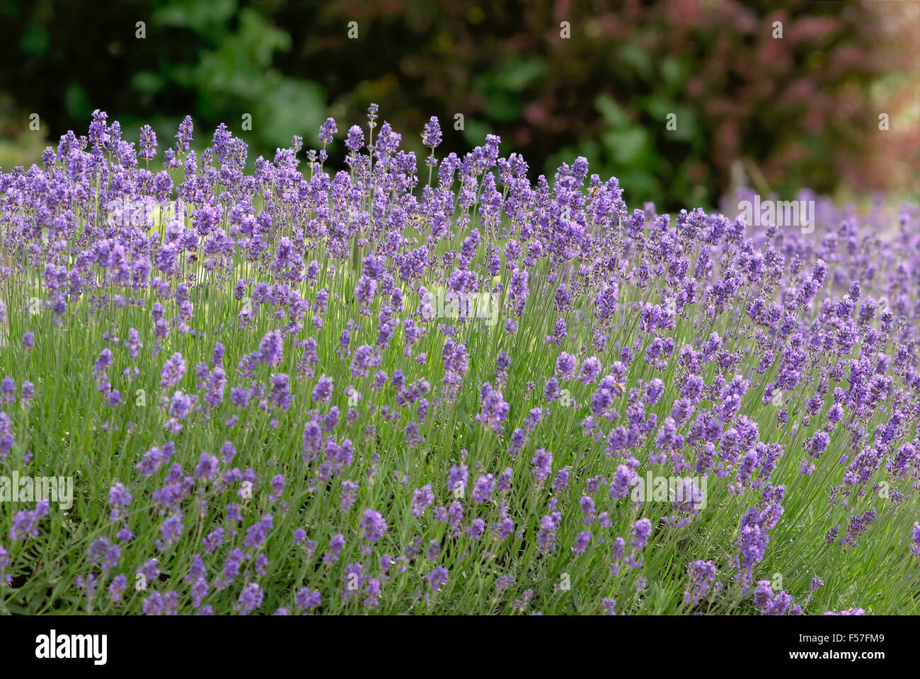Field of lavender Stock Photo - Alamy