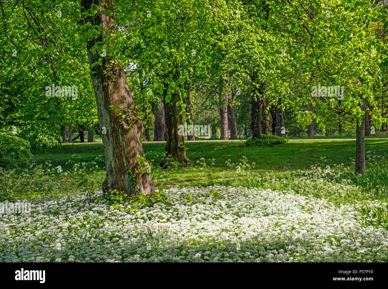 Bute Park, Cardiff High Resolution Stock Photography and Images - Alamy