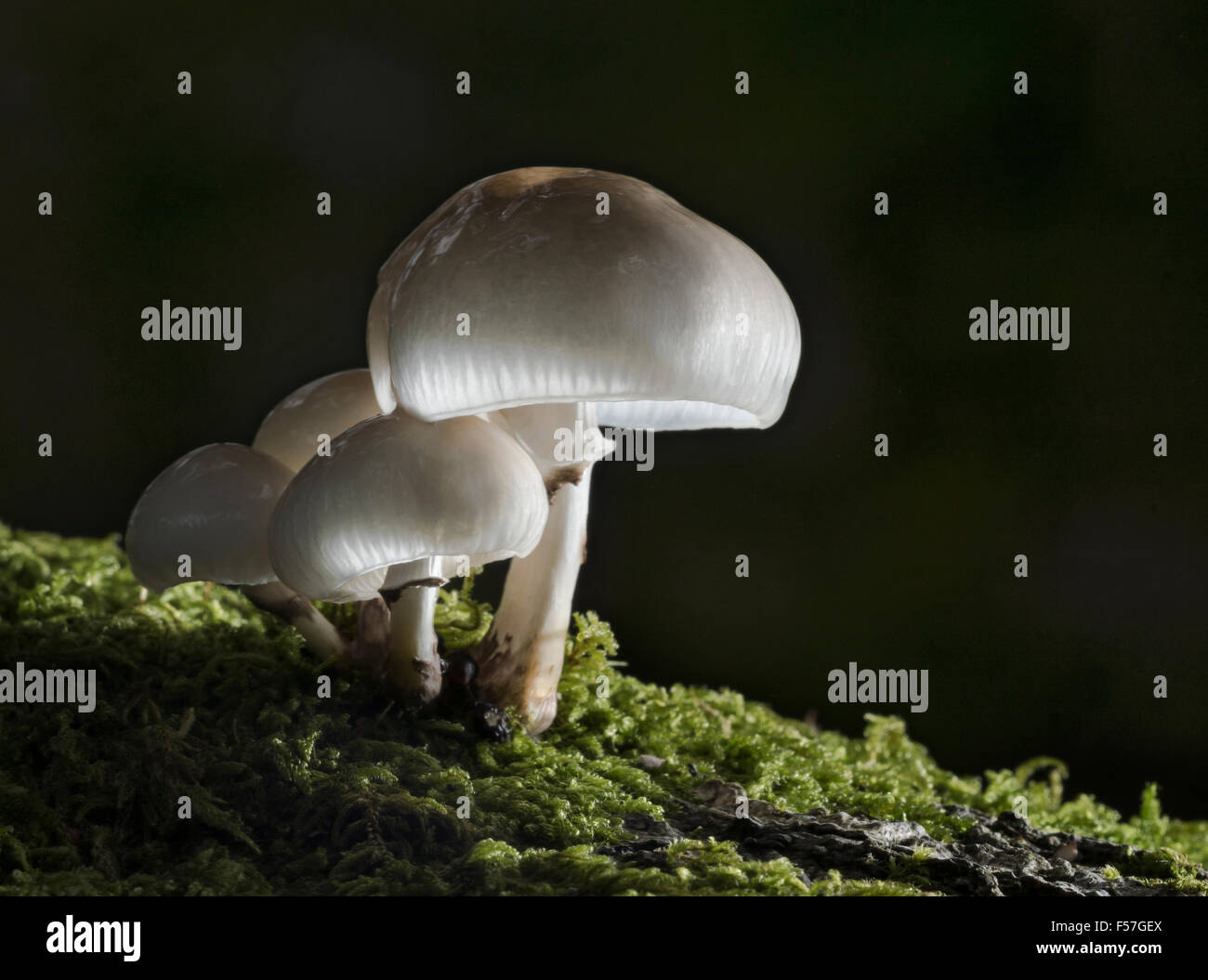 Porcelain Fungus (Oudemansiella mucida) growing on fallen beech tree ...