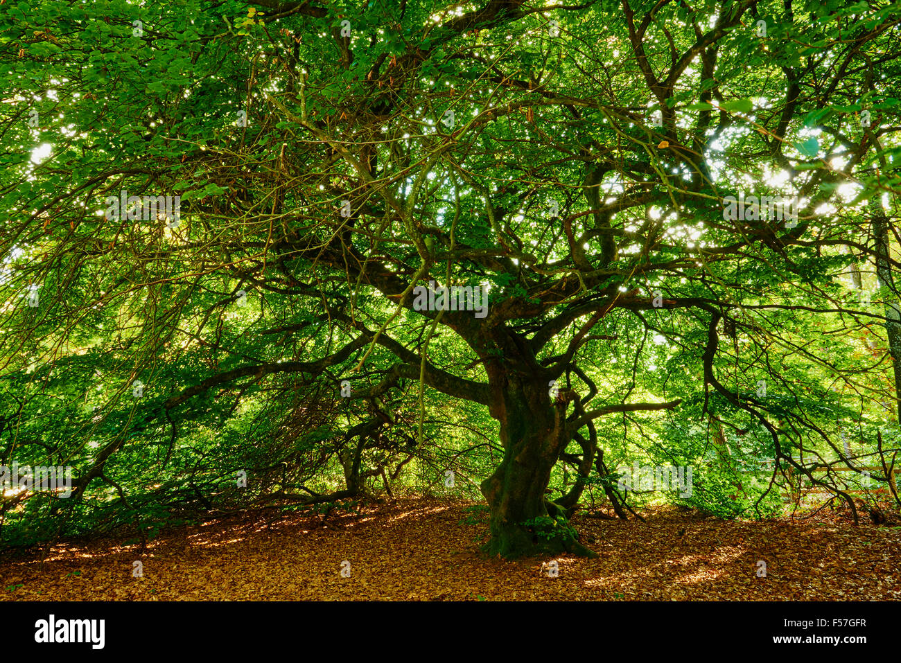 Les faux de verzy forest hi-res stock photography and images - Alamy