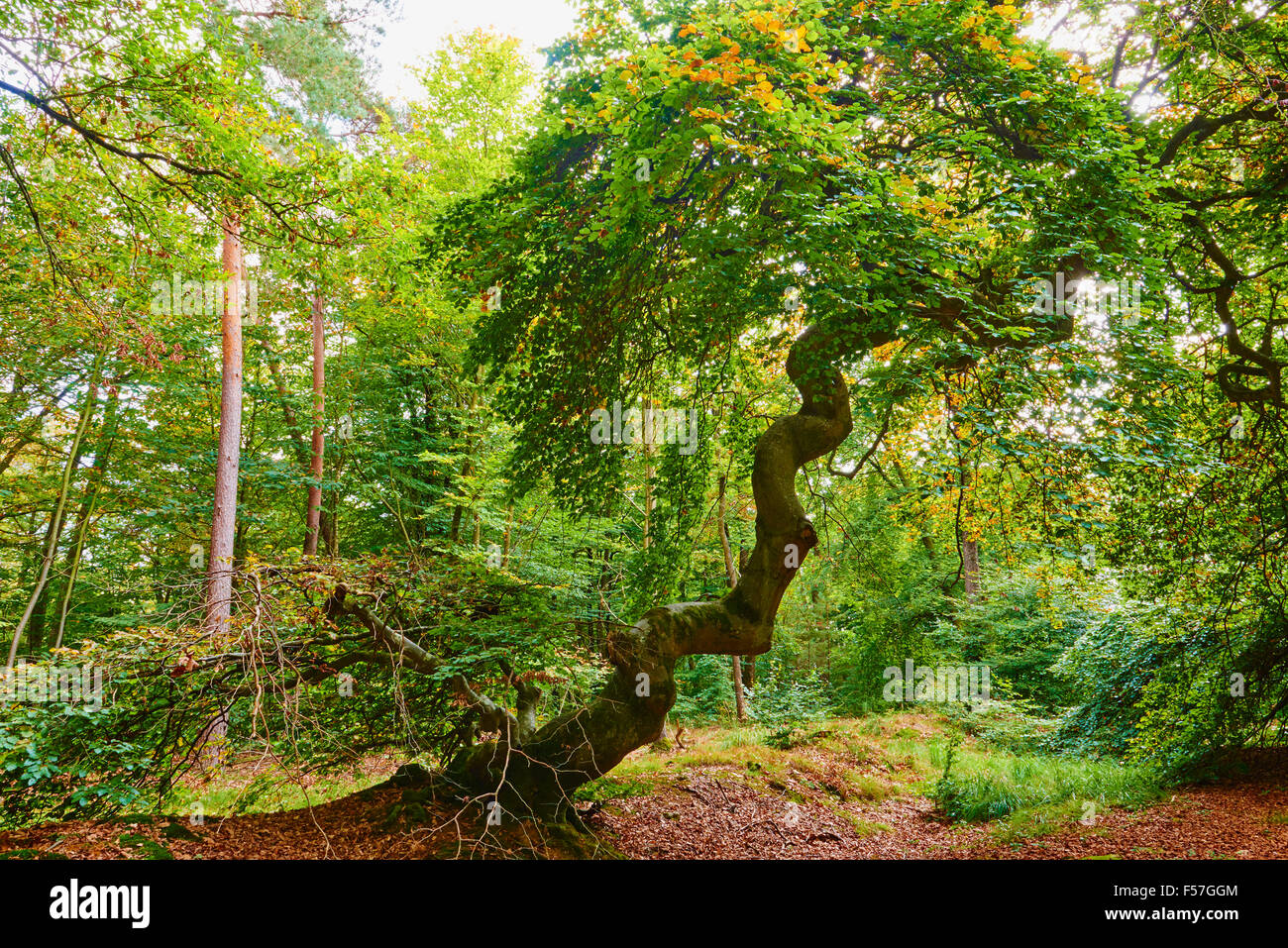 France, Champagne, twisted beech tree at Les Faux de Verzy forest Stock ...