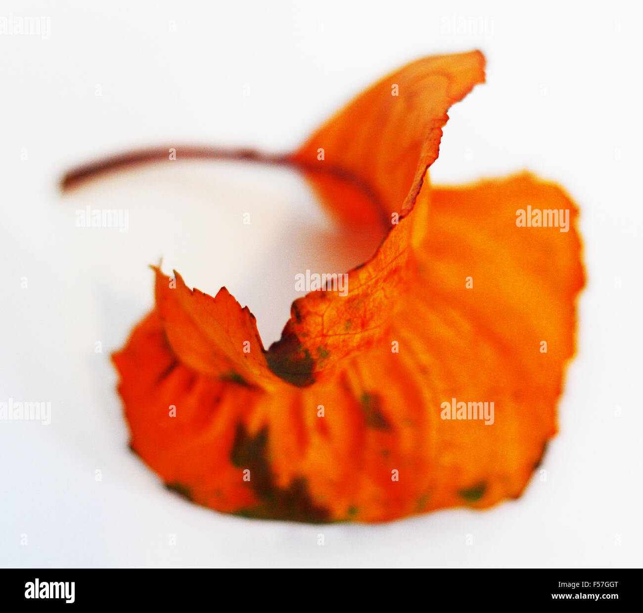 Rust orange hi-res stock photography and images - Alamy