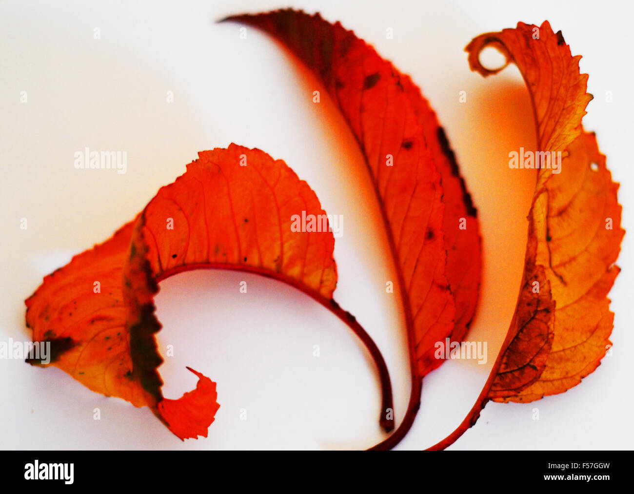 Rust orange hi-res stock photography and images - Alamy