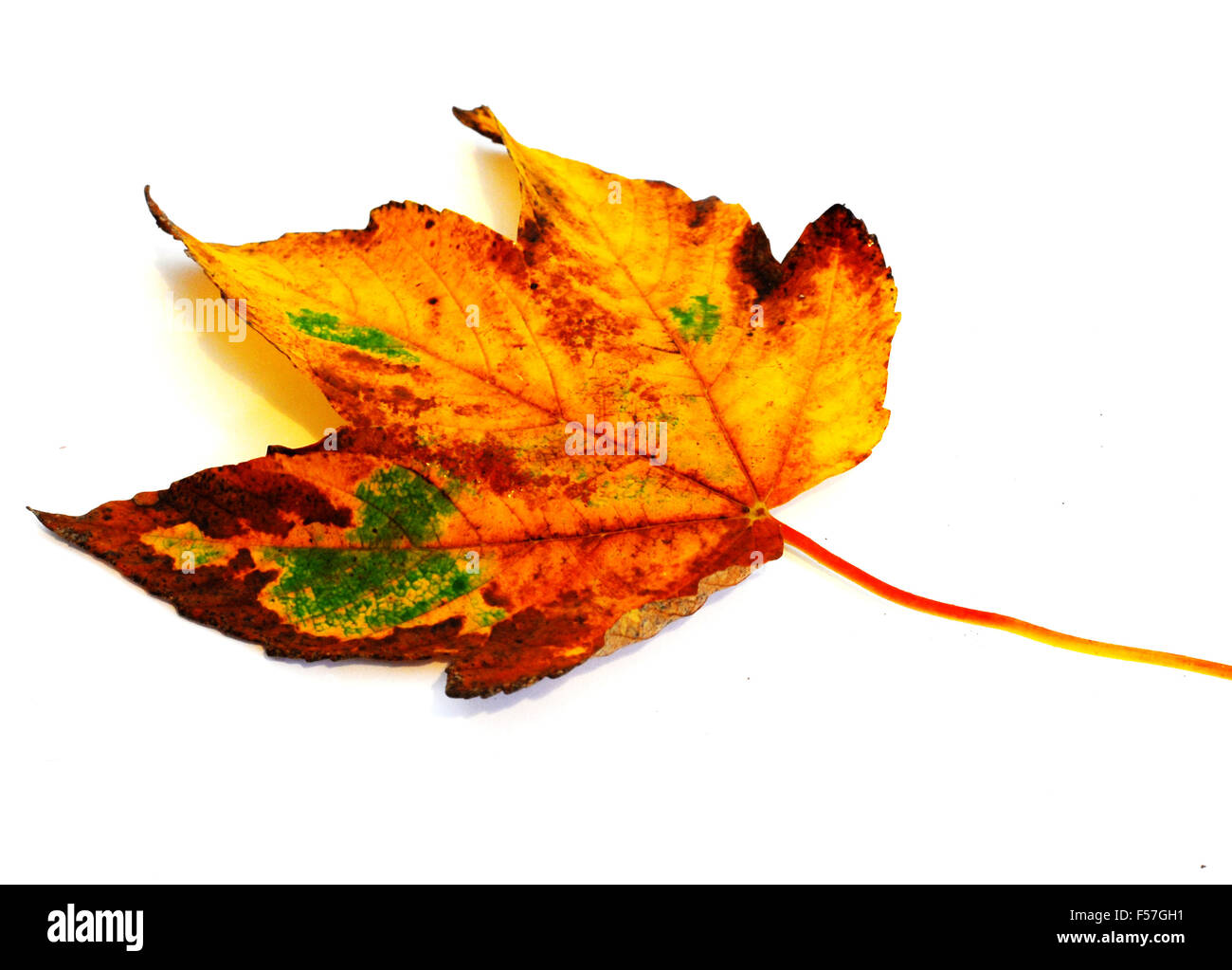 Ochre brown Cut Out Stock Images & Pictures - Alamy