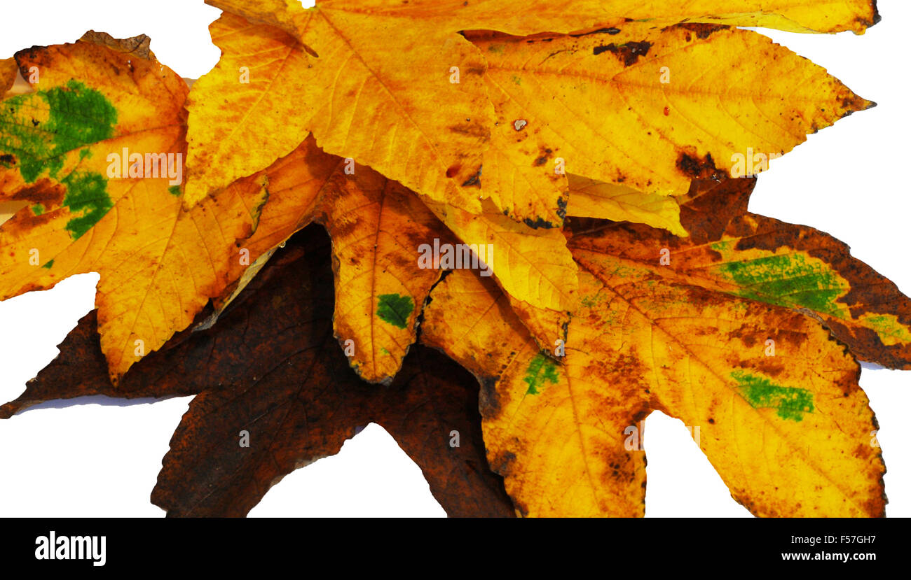 L eaves hi-res stock photography and images - Alamy