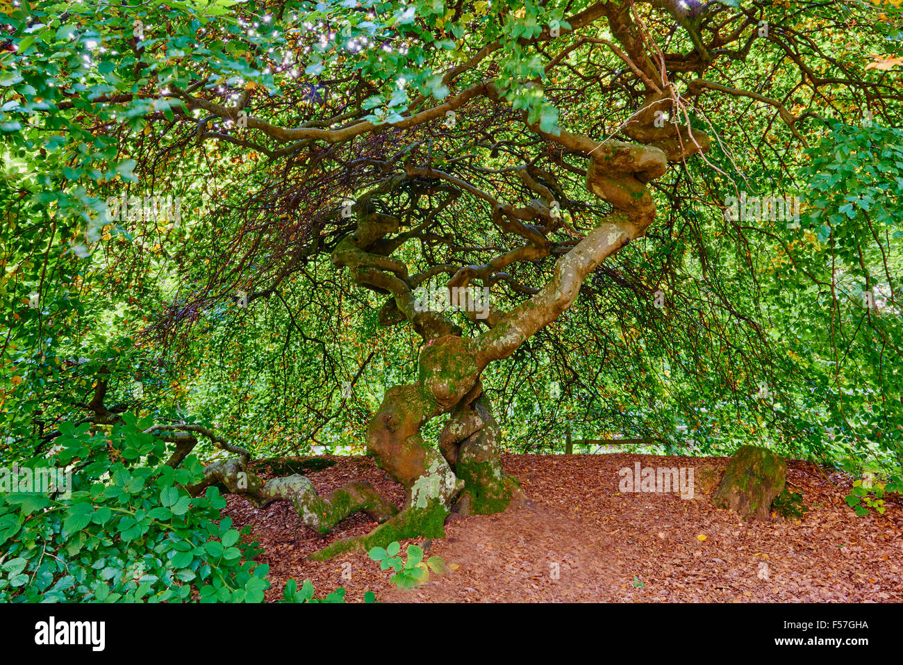 France, Champagne, twisted beech tree at Les Faux de Verzy forest Stock ...