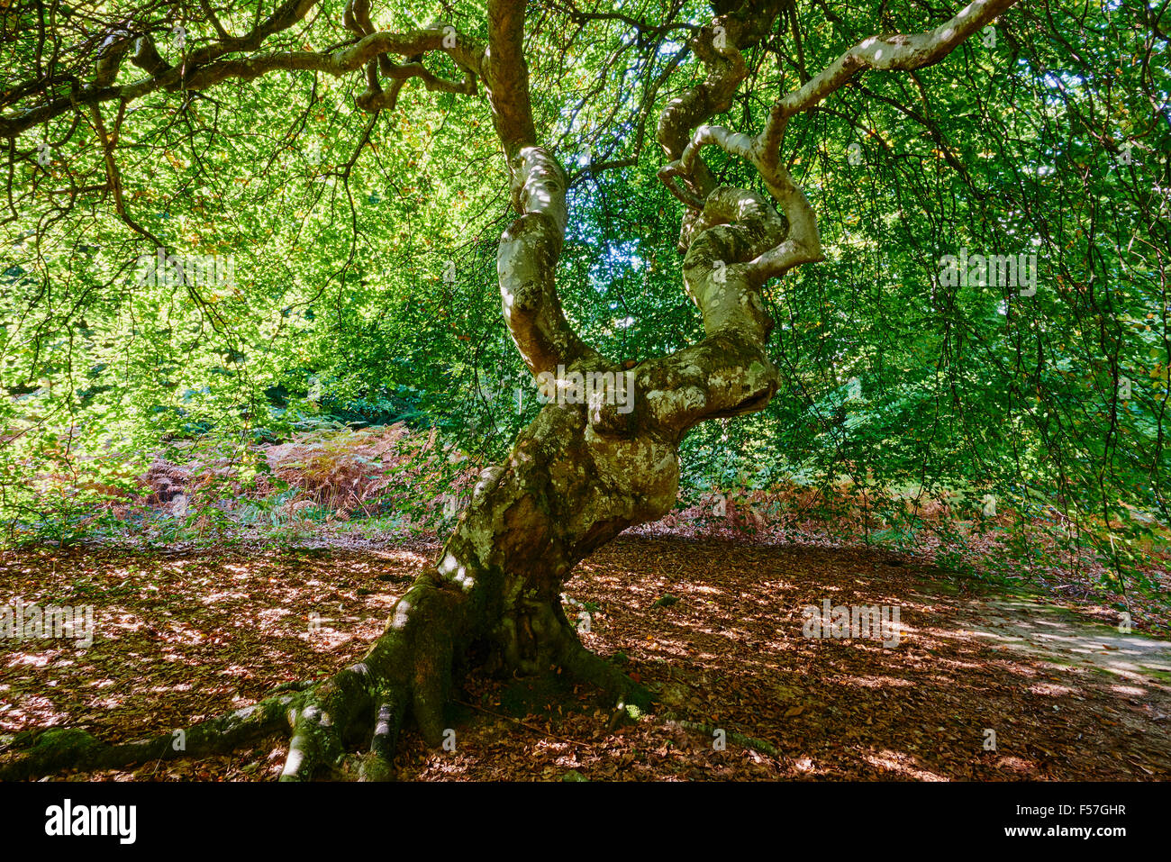 France, Champagne, twisted beech tree at Les Faux de Verzy forest Stock ...