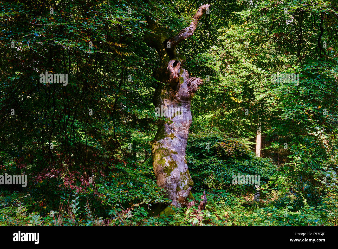 France, Champagne, twisted beech tree at Les Faux de Verzy forest Stock ...