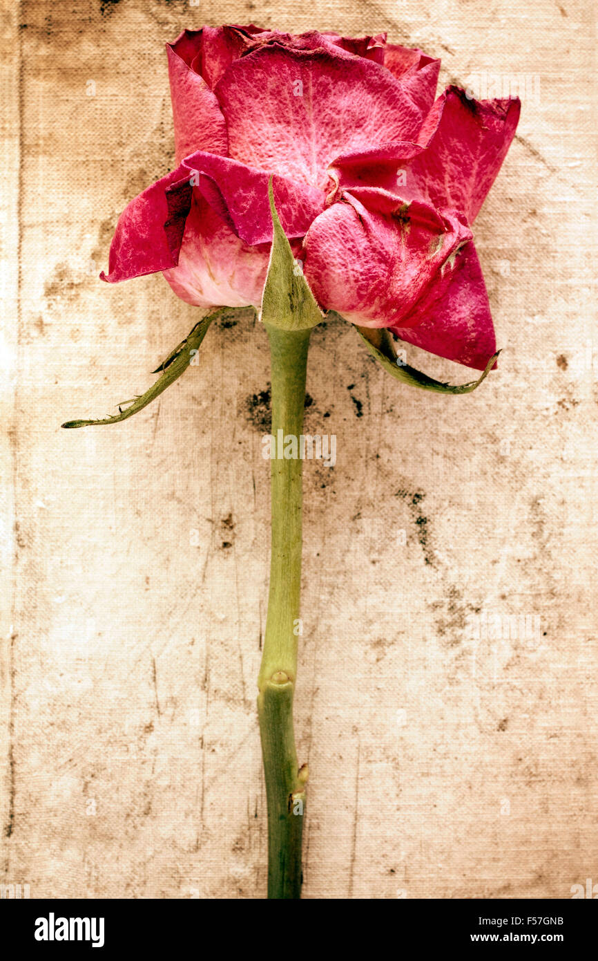 Old rose on dirty canvas background. Vintage style image Stock Photo ...