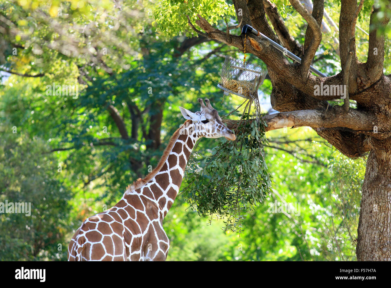 Giraffe (Giraffa camelopardalis Stock Photo - Alamy