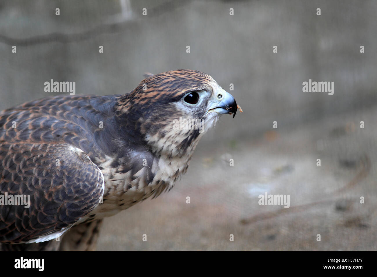 Saker falcon hi-res stock photography and images - Alamy