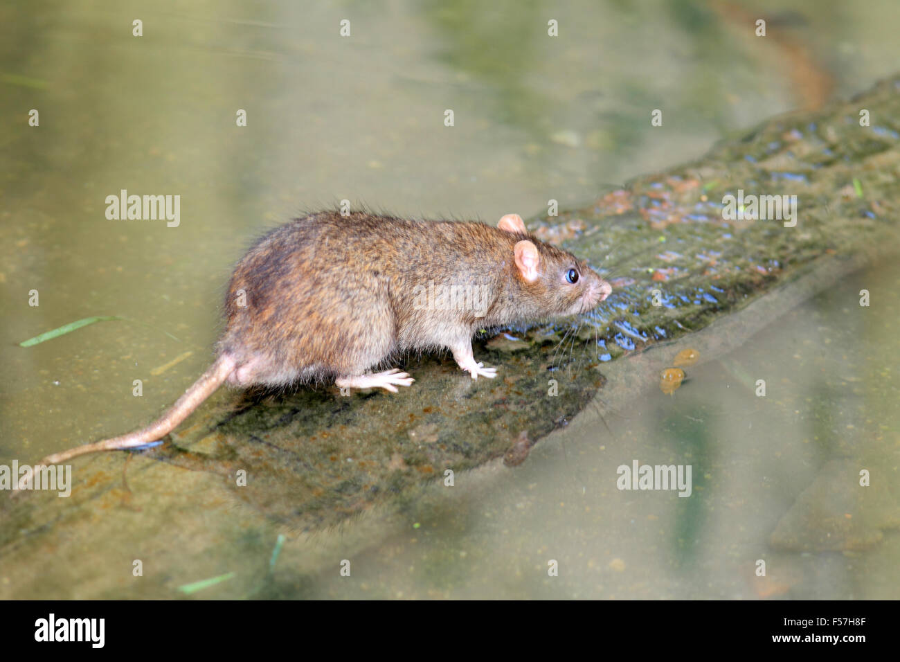 Norway rat hi-res stock photography and images - Alamy