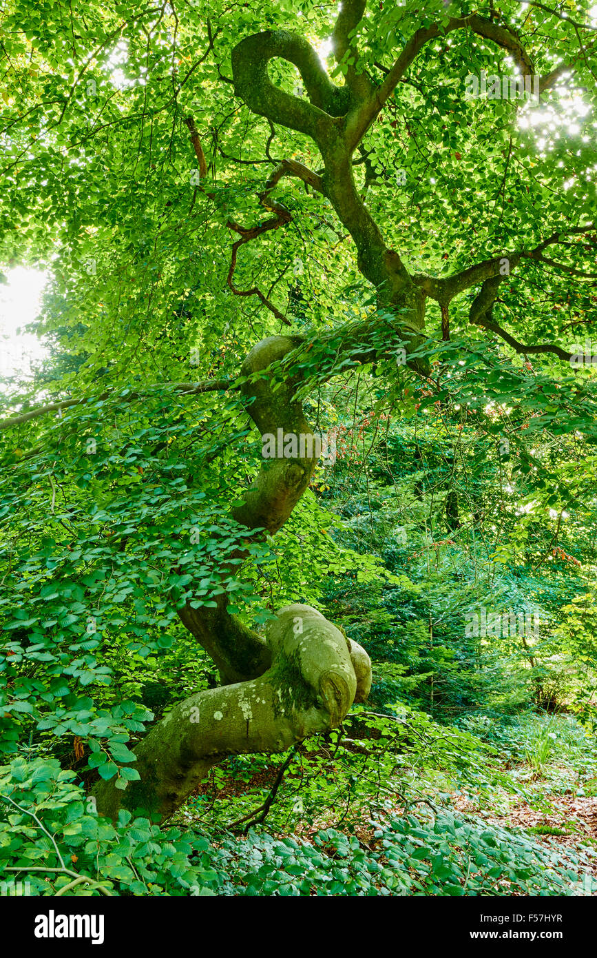 Verzy forest hi-res stock photography and images - Alamy