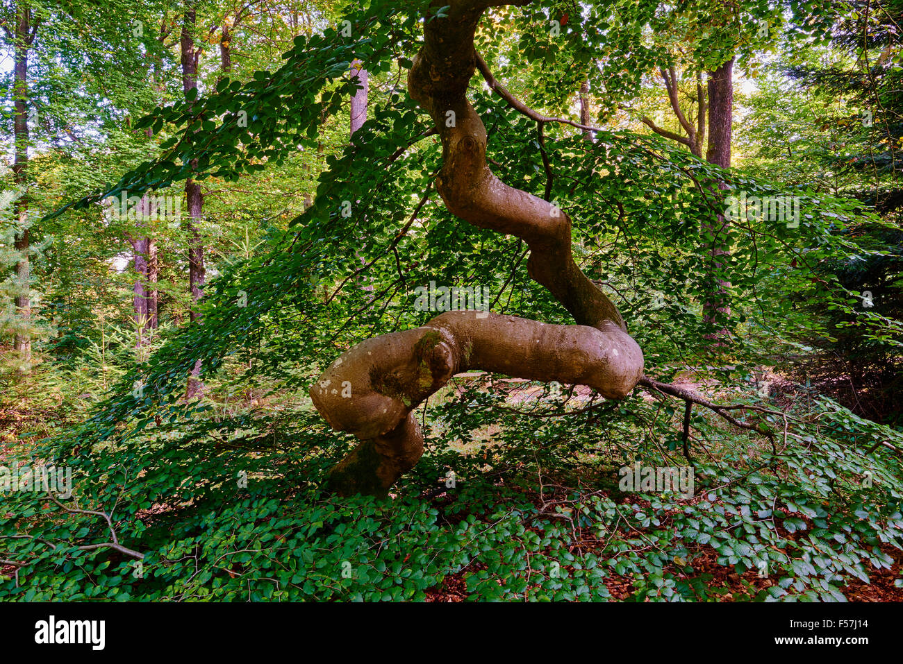 France, Champagne, twisted beech tree at Les Faux de Verzy forest Stock ...