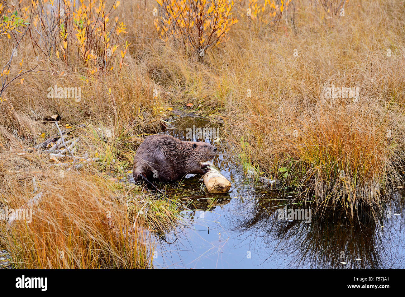 A wild beaver 'Castor canadenis', looking up from the tree that he has ...