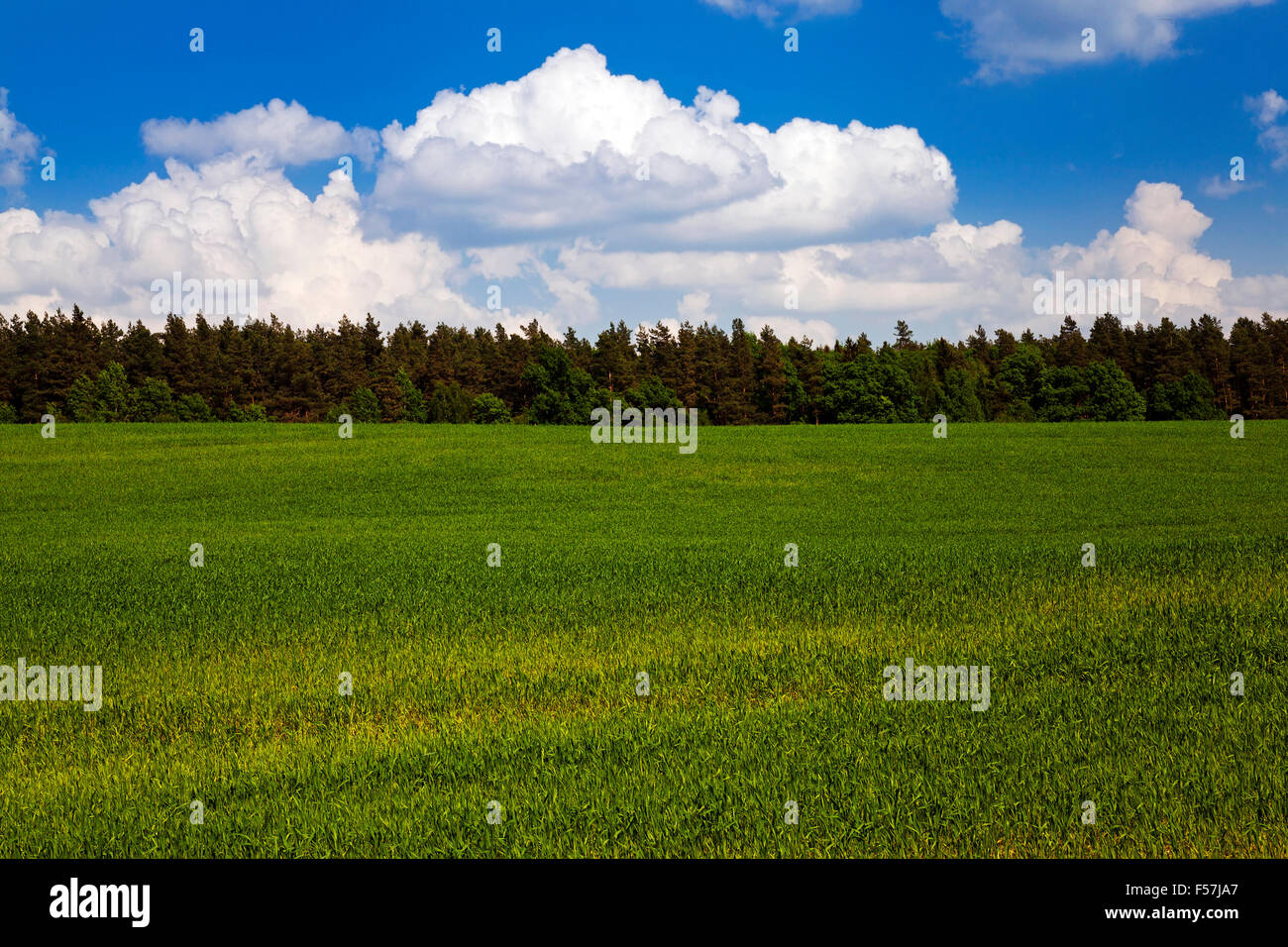 agricultural field. forest Stock Photo - Alamy
