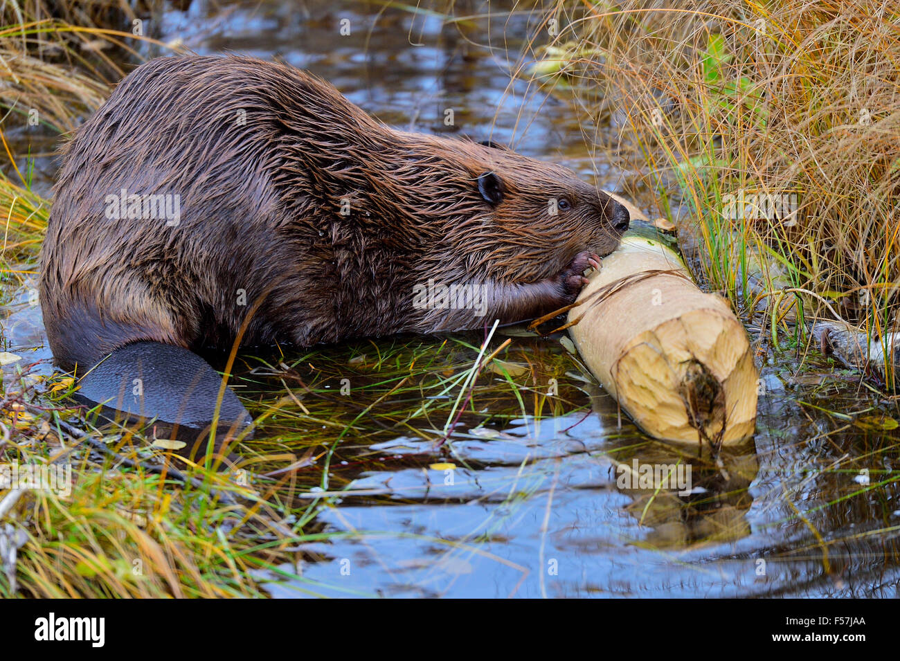 Beaver tail close up hi-res stock photography and images - Alamy