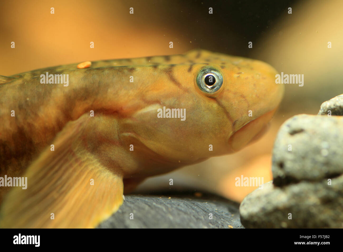 Monk goby (Sicyopterus japonicus) in Japan Stock Photo - Alamy